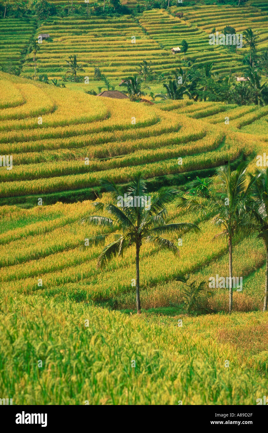 Typical rice terraces in Bali Indonesia Stock Photo - Alamy