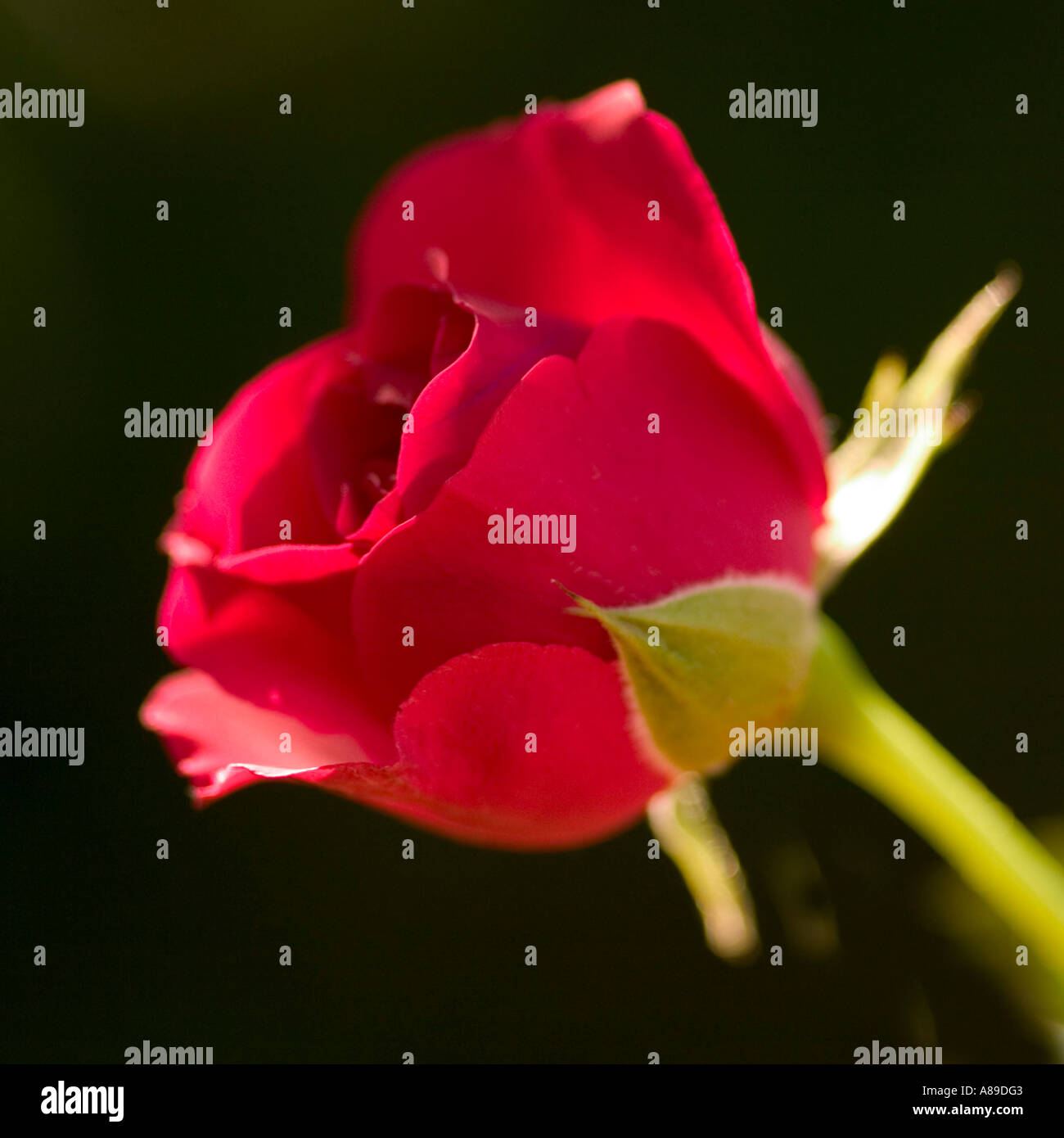Rose rote farbe hi-res stock photography and images - Alamy
