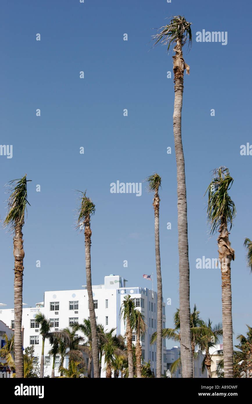 Damaged palm trees hi-res stock photography and images - Alamy