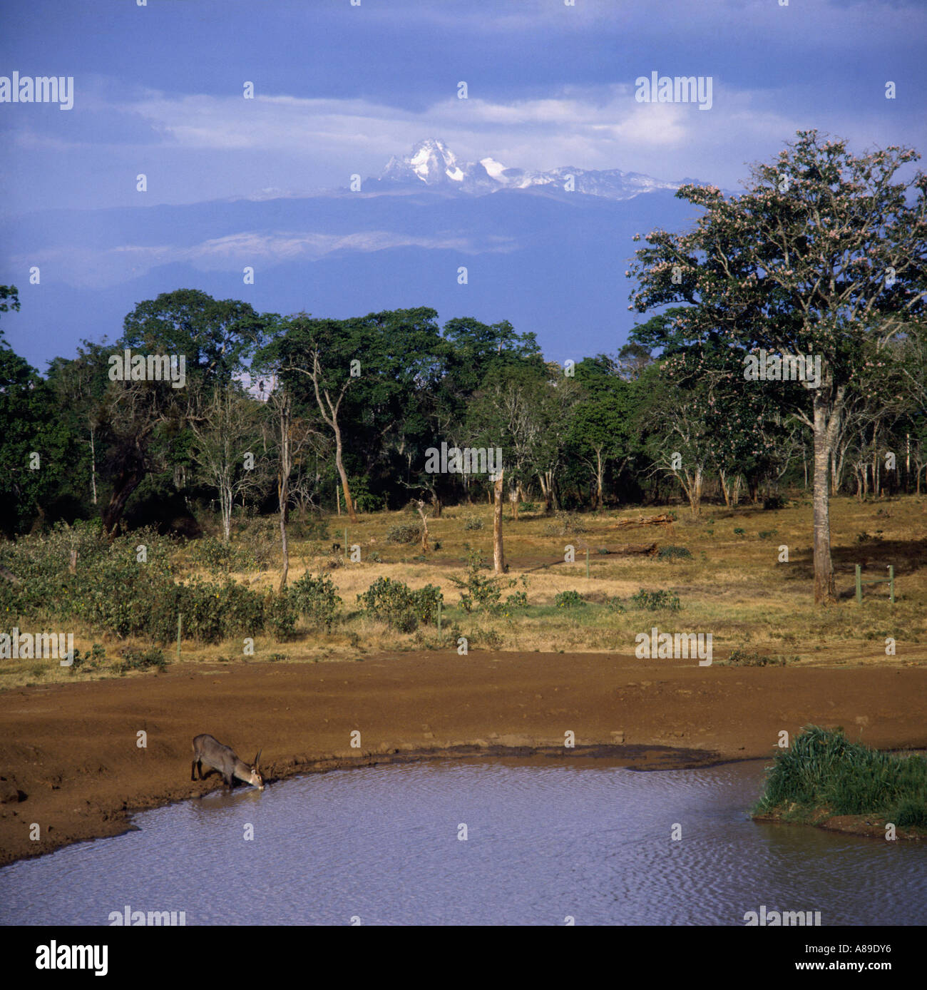 A single waterbuck drinking at the waterhole at the famous Treetops ...