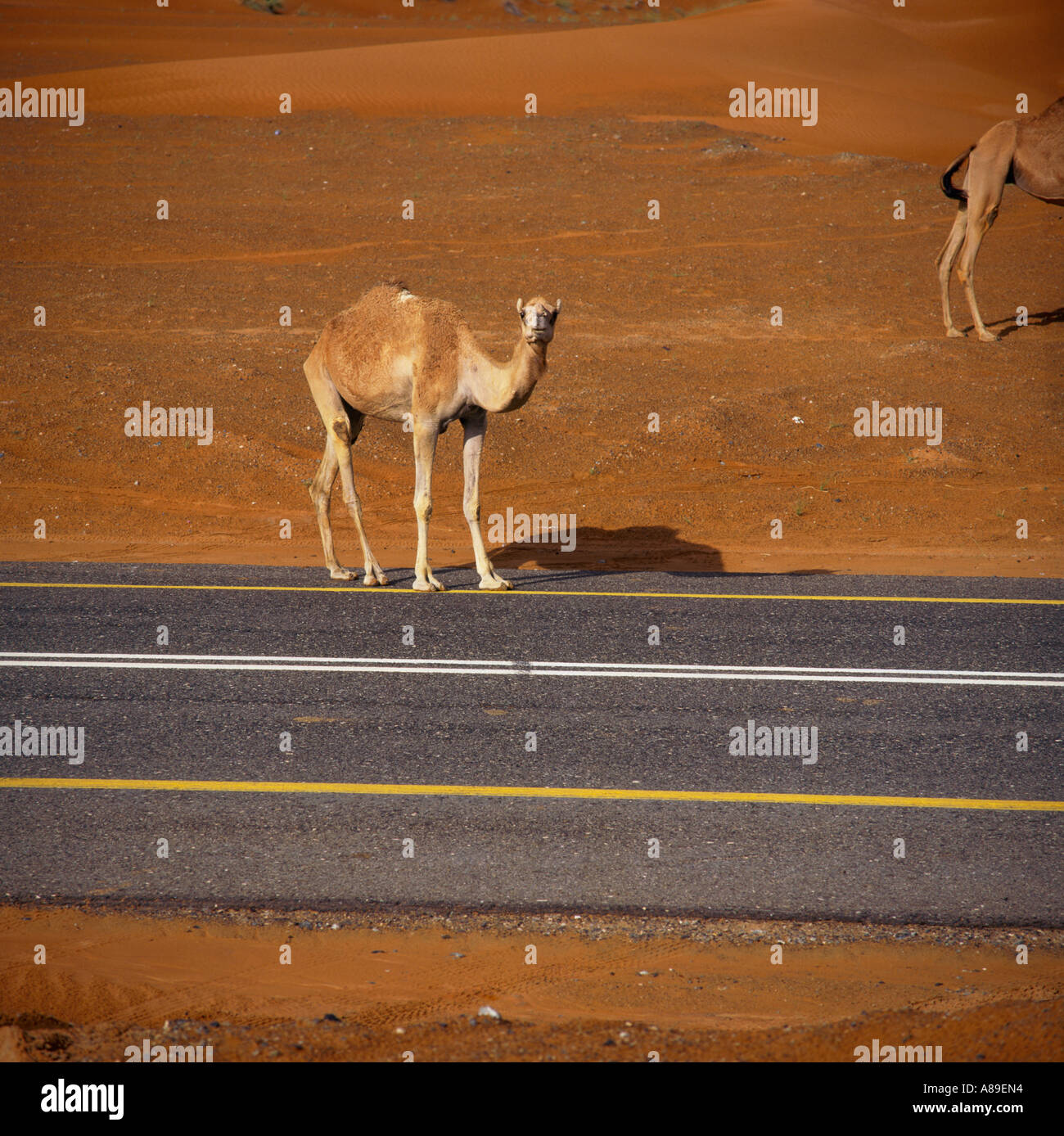 Young camel standing on side of grey tarmac road alongside main desert ...