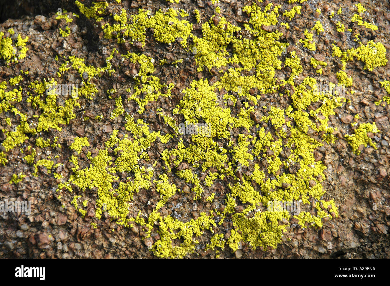 Pink lichen hi-res stock photography and images - Alamy