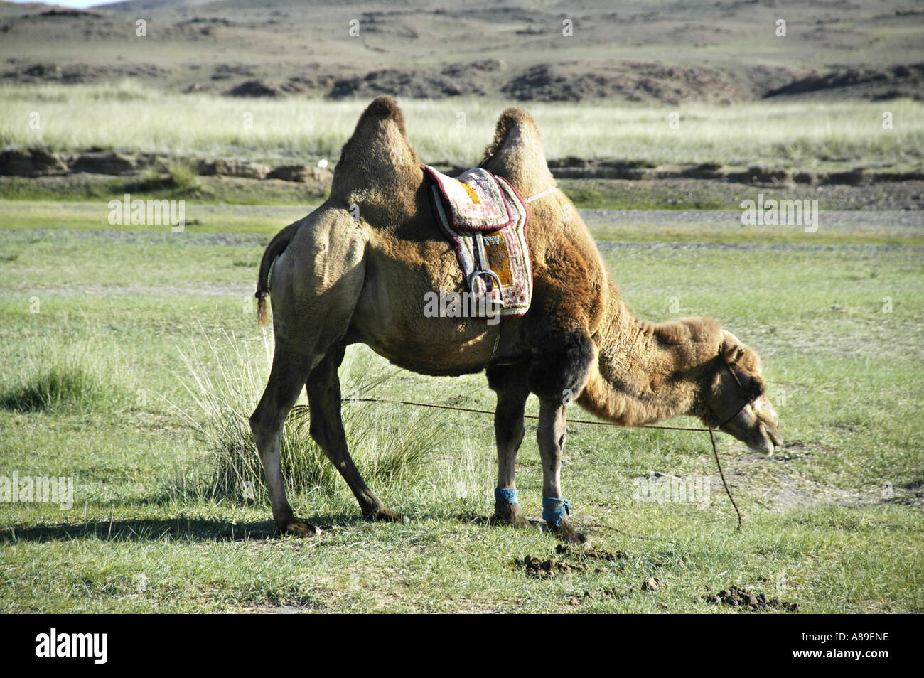 Grazing Bactrian camel with a saddle Mongolia Stock Photo - Alamy