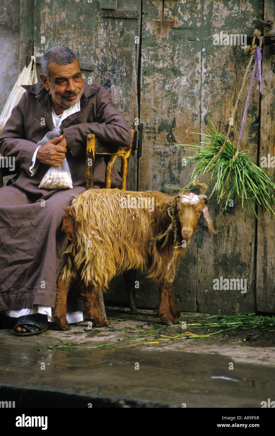 Sitting goat hi-res stock photography and images - Alamy