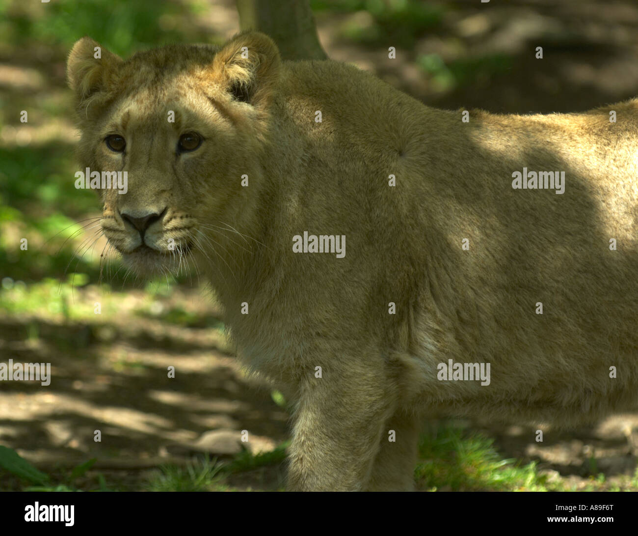 One year old lion cub hi-res stock photography and images - Alamy