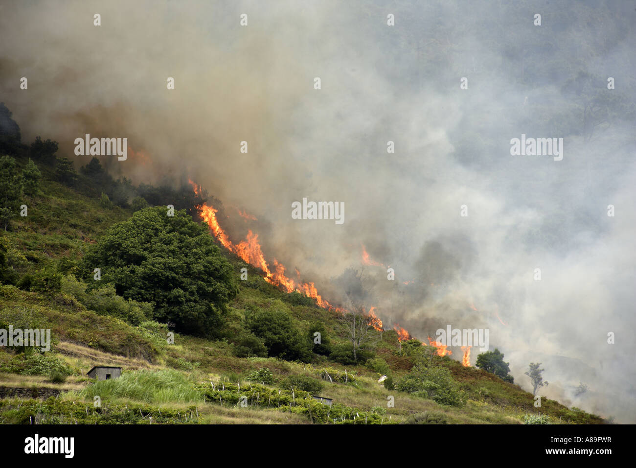 Vincento hi-res stock photography and images - Alamy