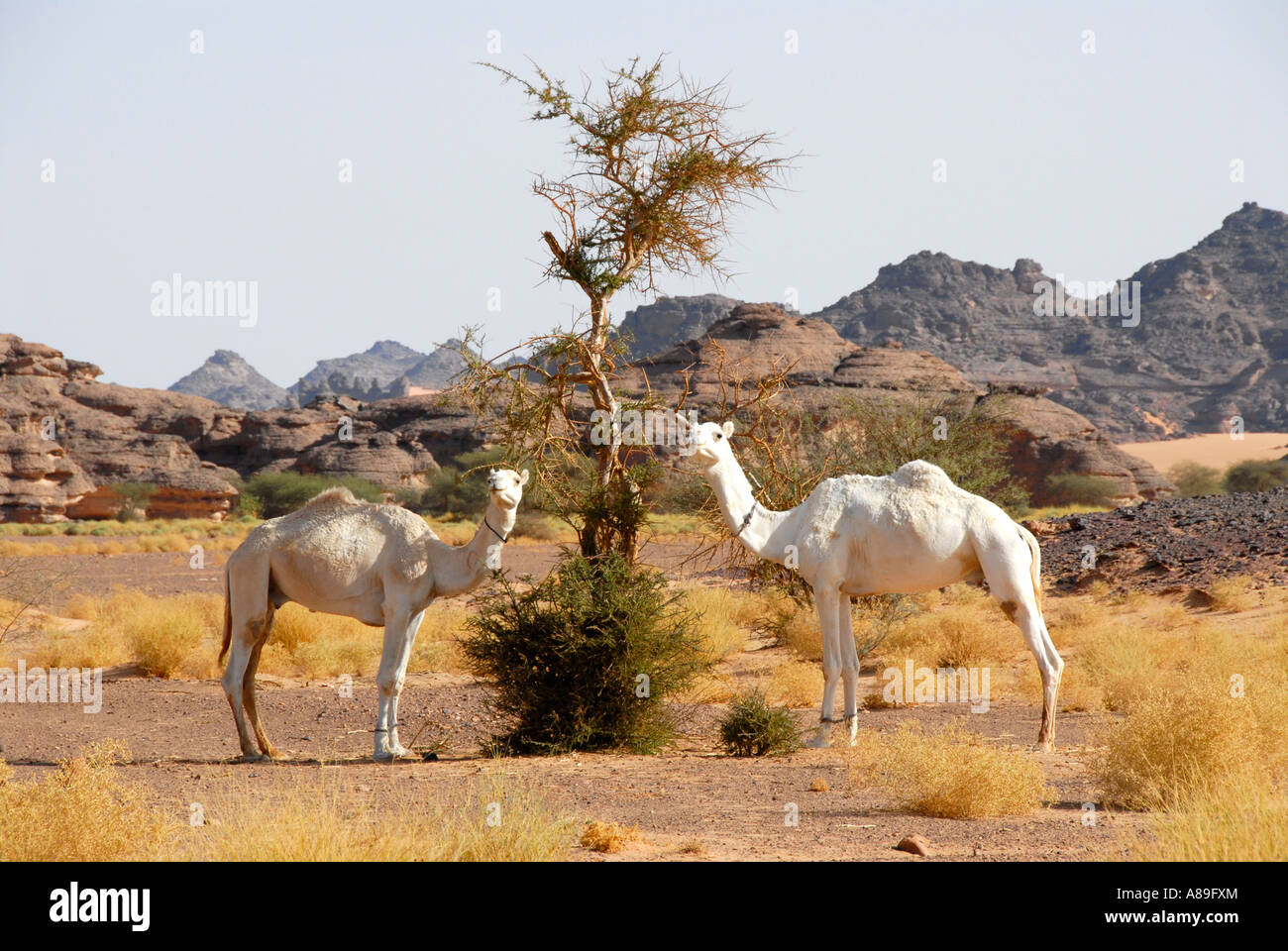 Two camels feed from a puny Acacia Acacus Libya Stock Photo - Alamy