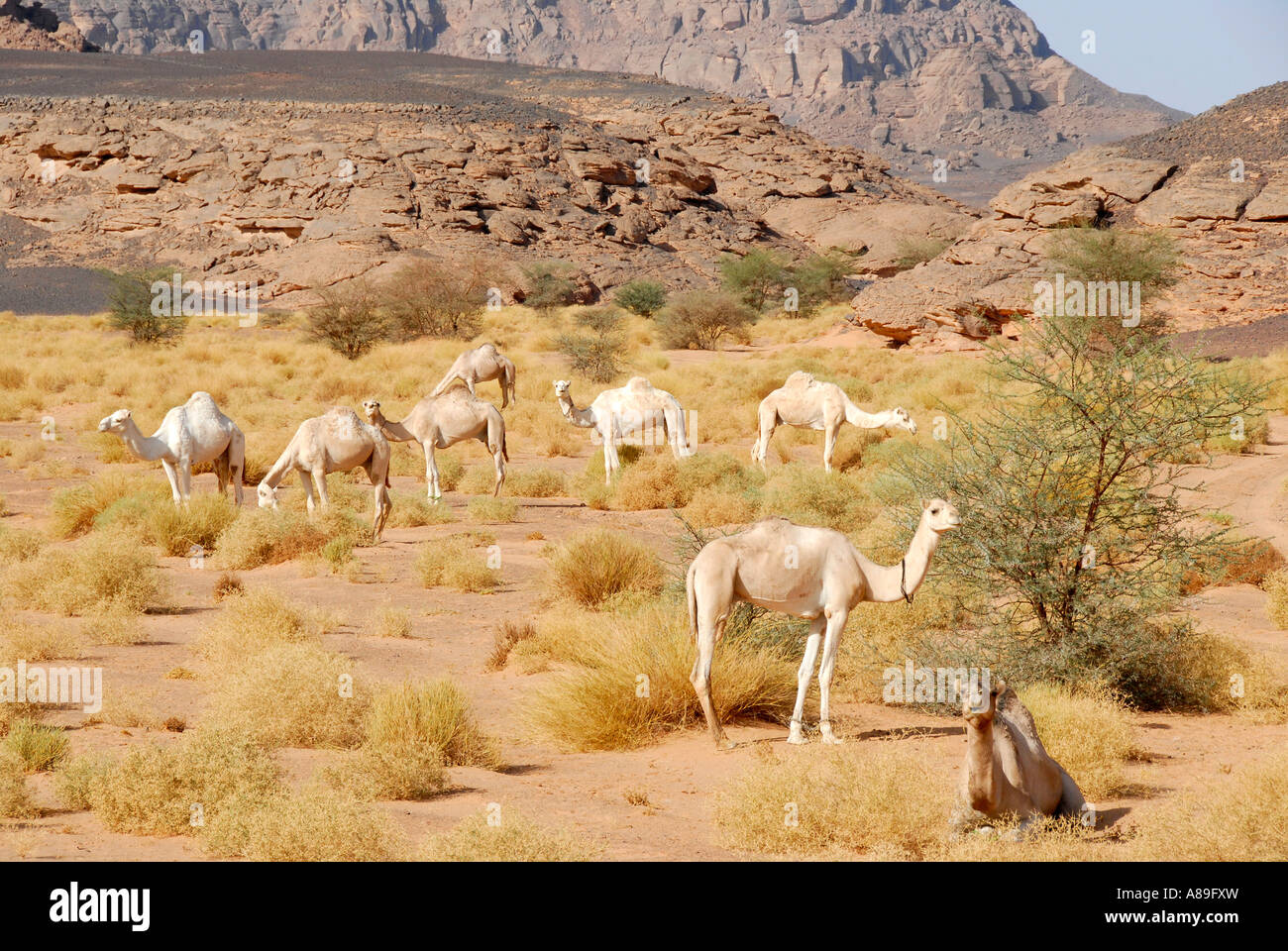 Herd of camels feed from bushes and trees Acacus Libya Stock Photo - Alamy