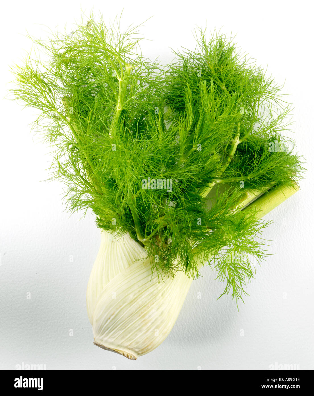 Finocchio stalk hi-res stock photography and images - Alamy