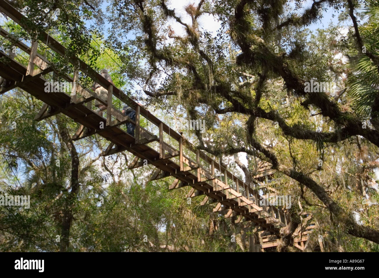 Sarasota florida canopy walkway hi-res stock photography and images - Alamy