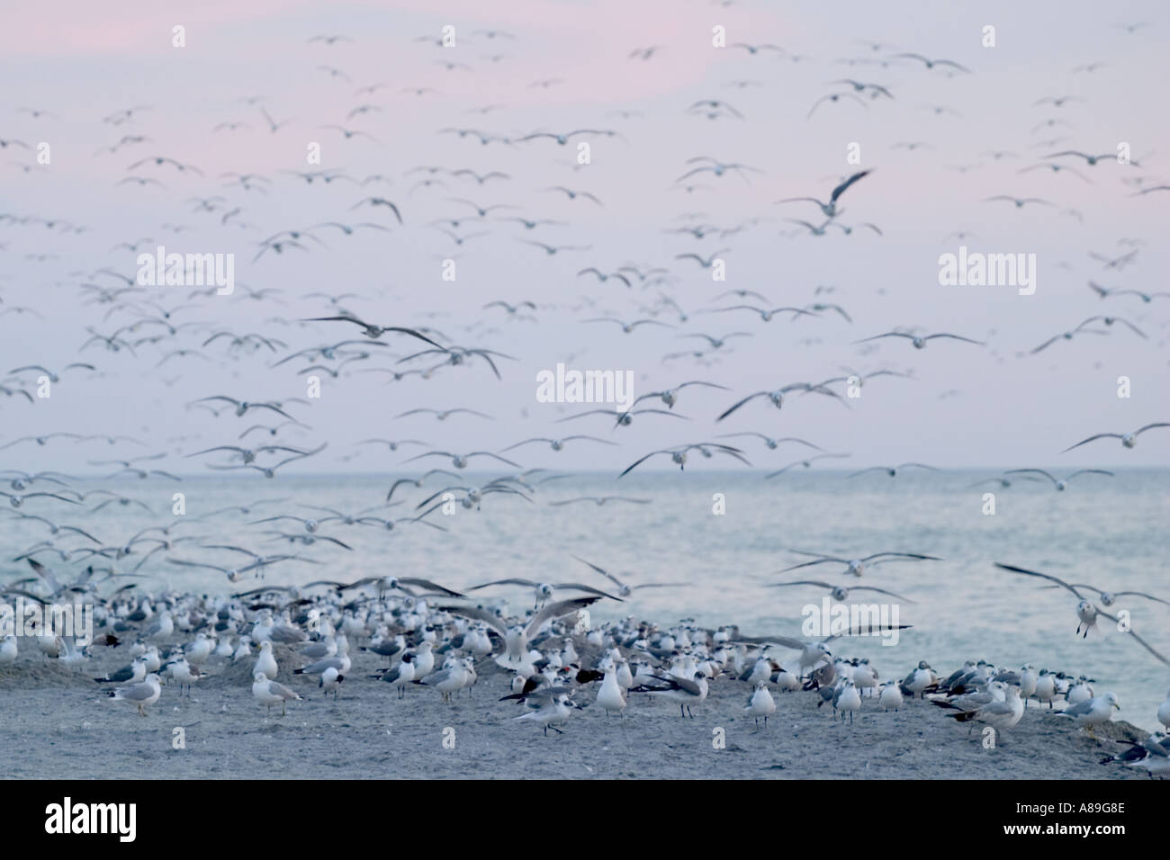 Sea birds flying over beach on Gulf of Mexico at Venice Florida Stock ...