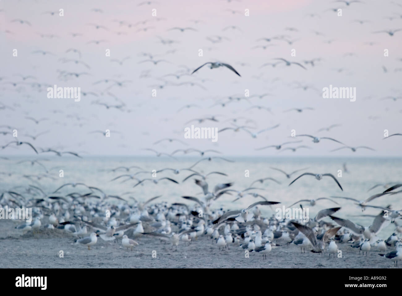 Sea birds flying over beach on Gulf of Mexico at Venice Florida Stock ...