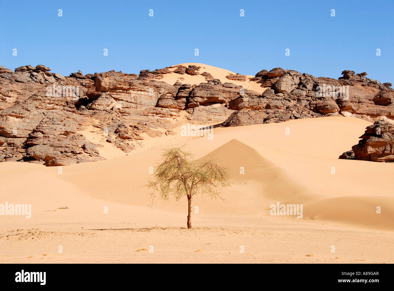 Lonesome tree Acacia in the sandy and rocky desert Acacus Libya Stock ...