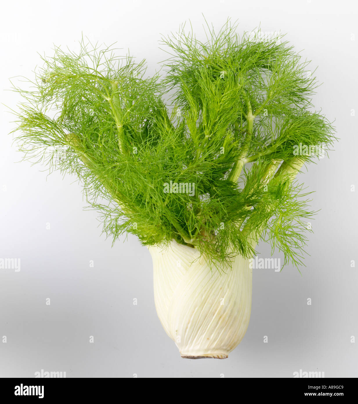 Finocchio stalk hi-res stock photography and images - Alamy