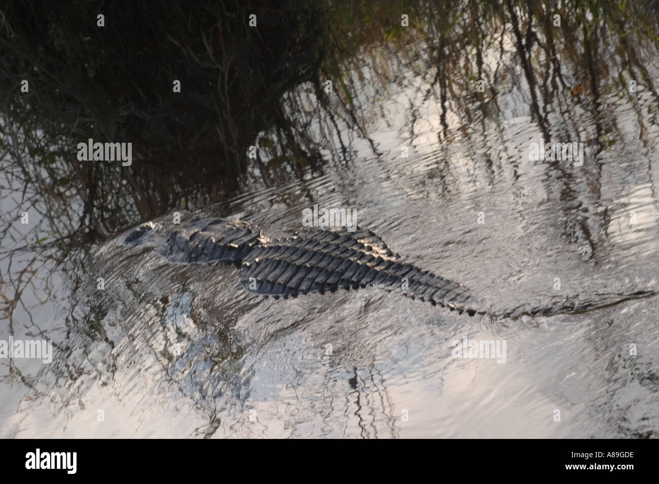 American Alligator Alligator mississipiensis in Myakka River State Park ...