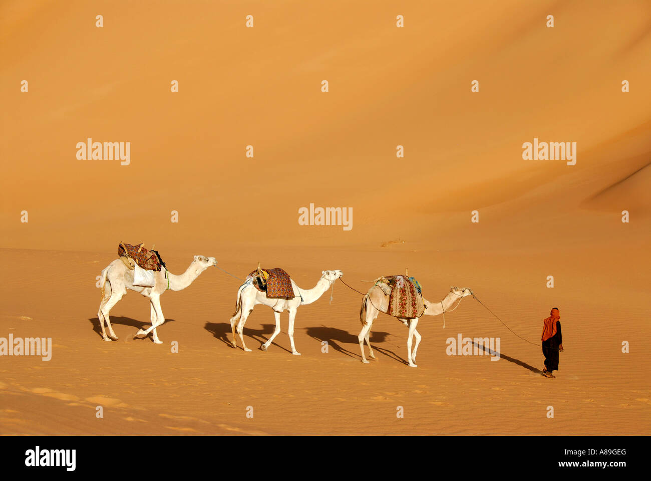 Tuareg walks with three white camels through the desert Mandara Libya ...