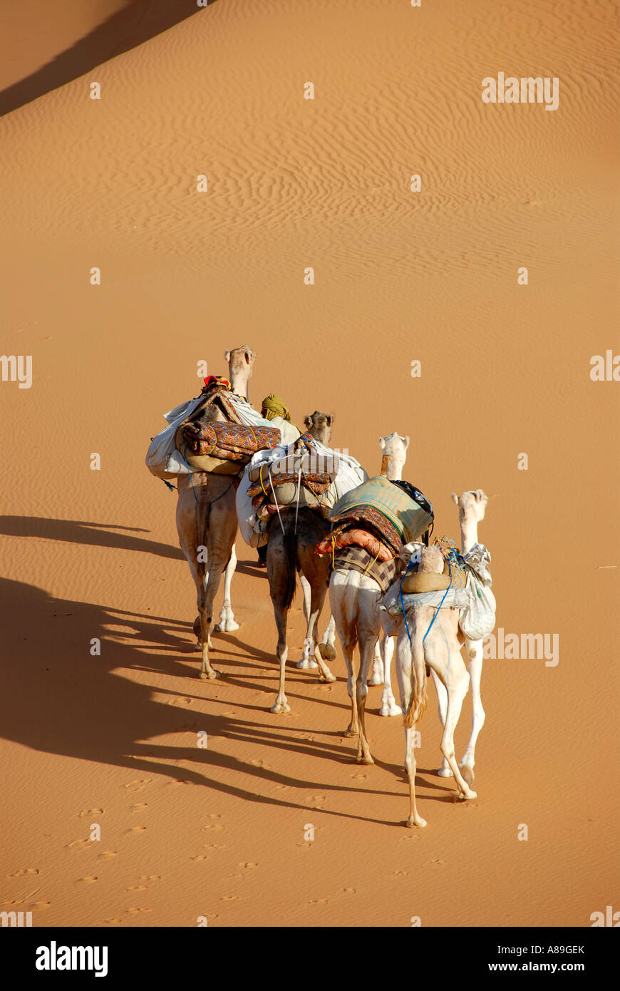 Four camels side by side in the desert Mandara Libya Stock Photo - Alamy