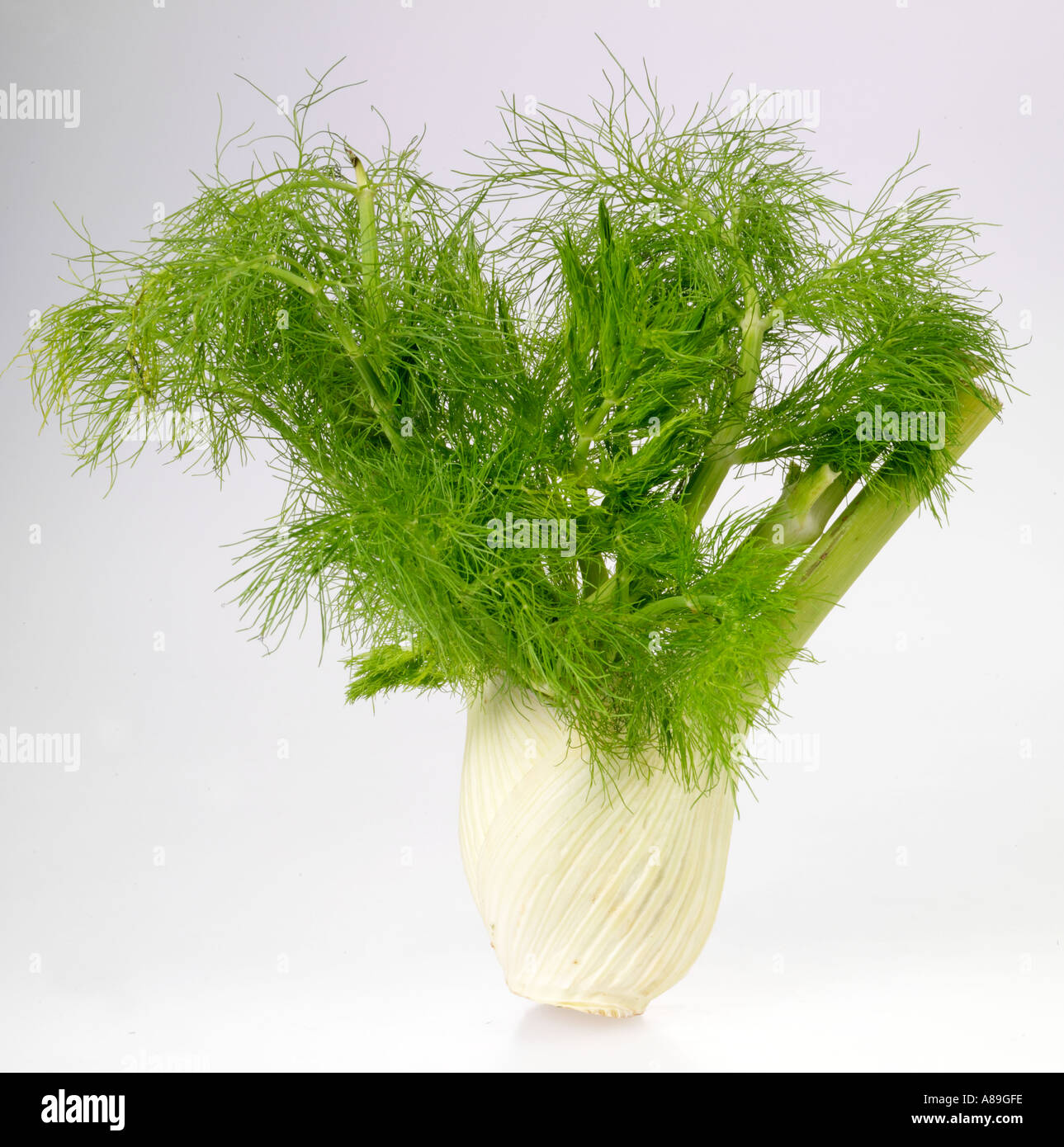 Finocchio stalk hi-res stock photography and images - Alamy