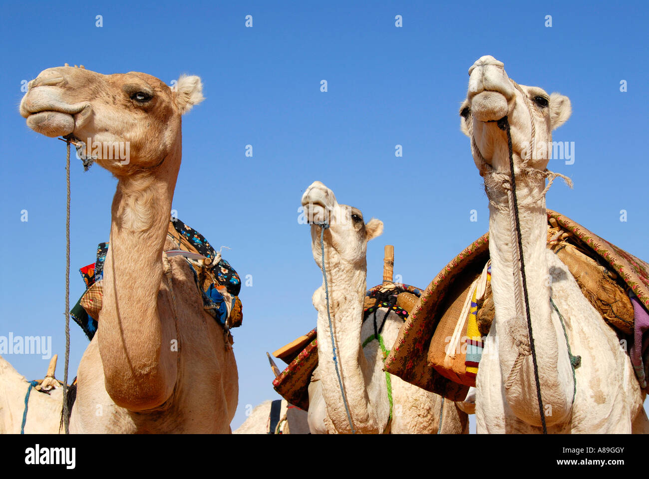 Three camels neck and head seen from below Mandara Libya Stock Photo ...