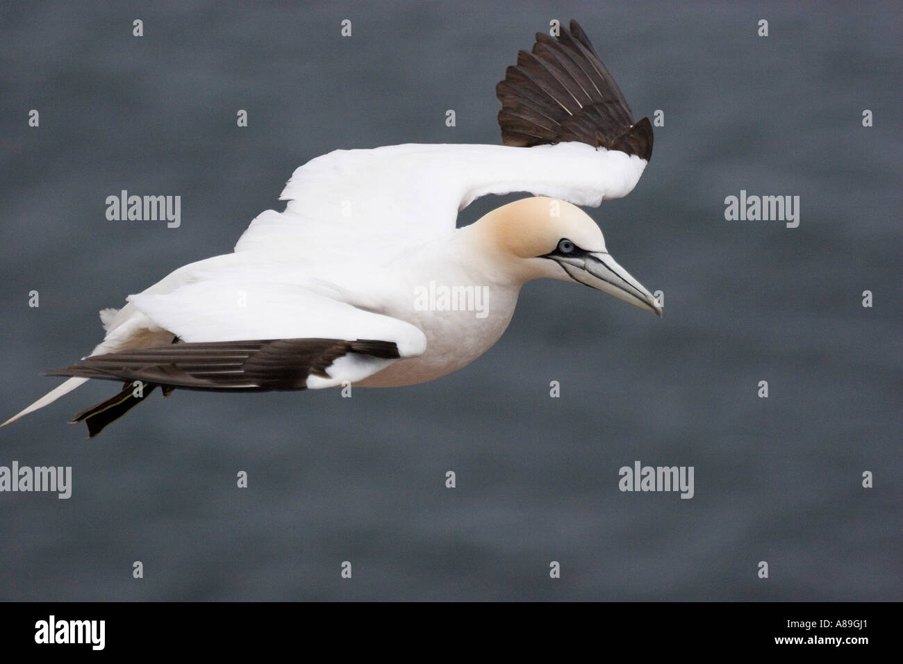 Adult gannet in flight Stock Photo - Alamy