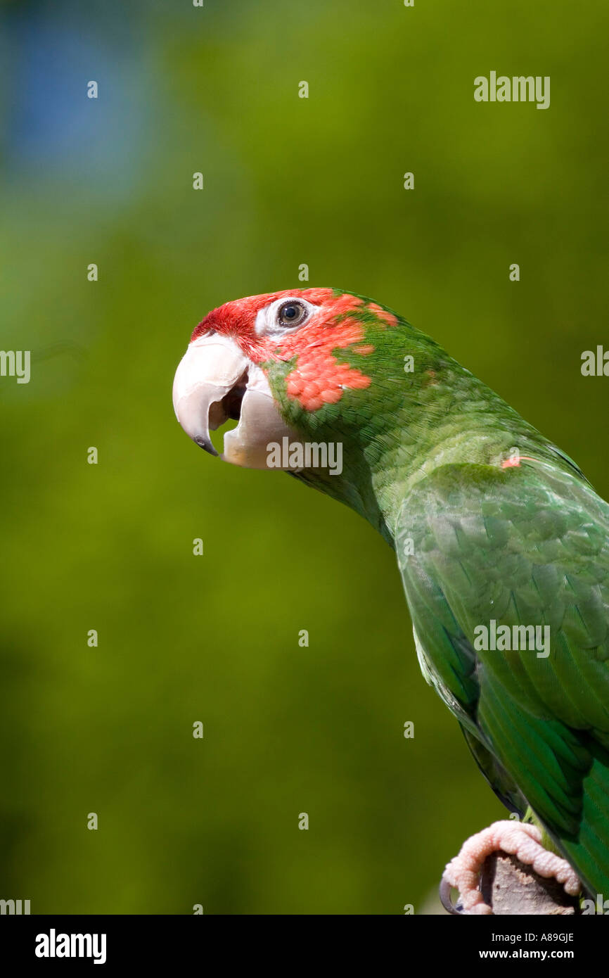 A parakeet hi-res stock photography and images - Alamy