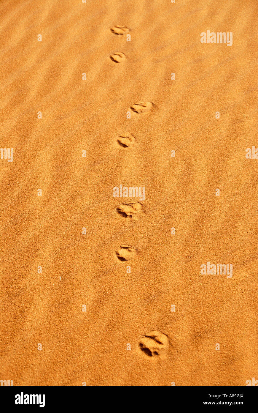 Track of a Fennec fox Vulpes zerda in sand Mandara Libya Stock Photo ...