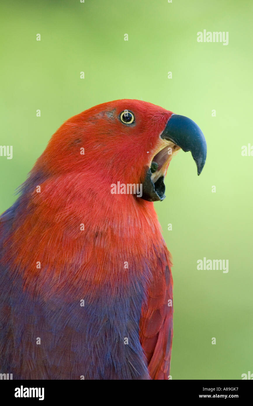 Electus roratus hi-res stock photography and images - Alamy