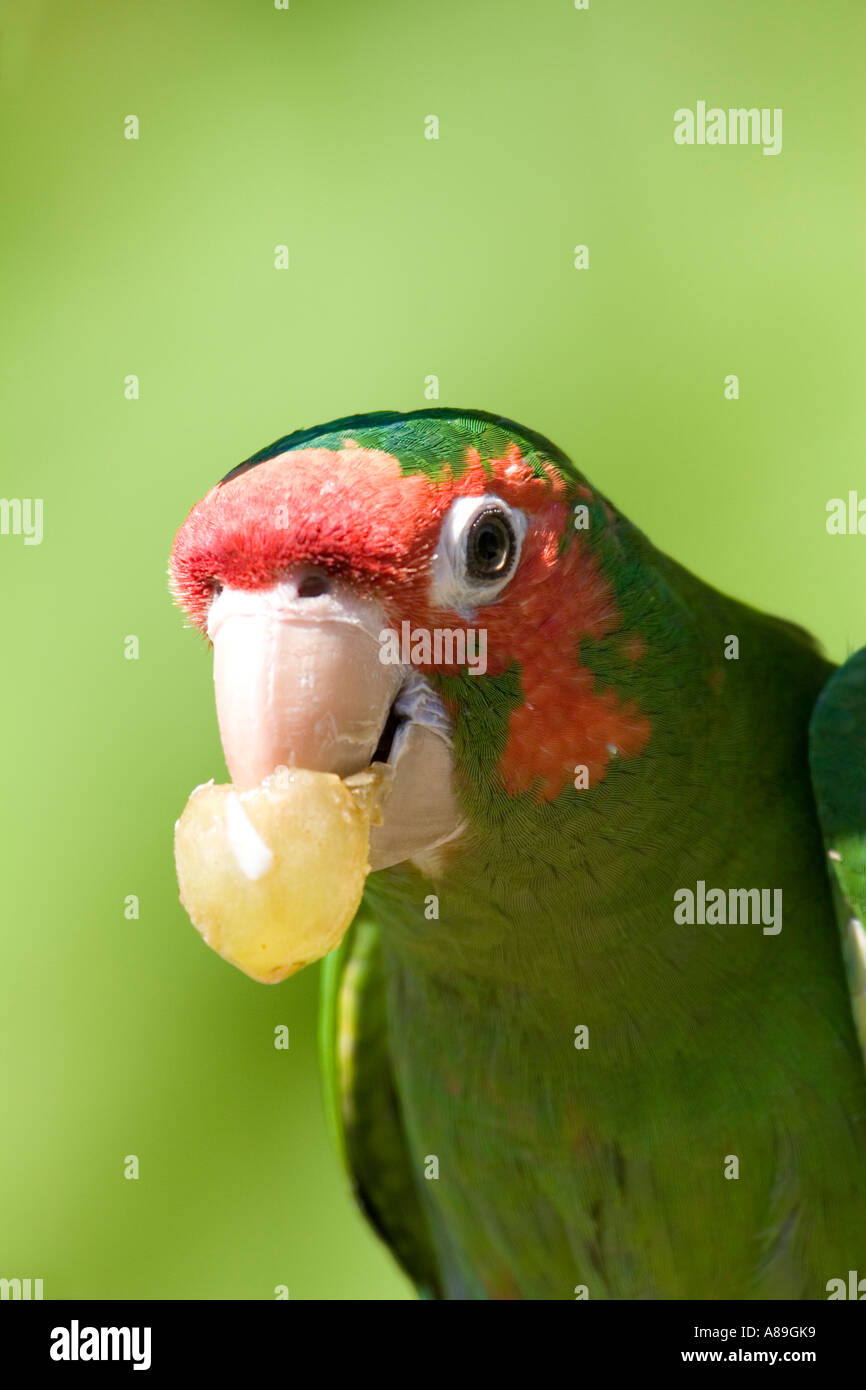 Red masked parakeet hi-res stock photography and images - Alamy