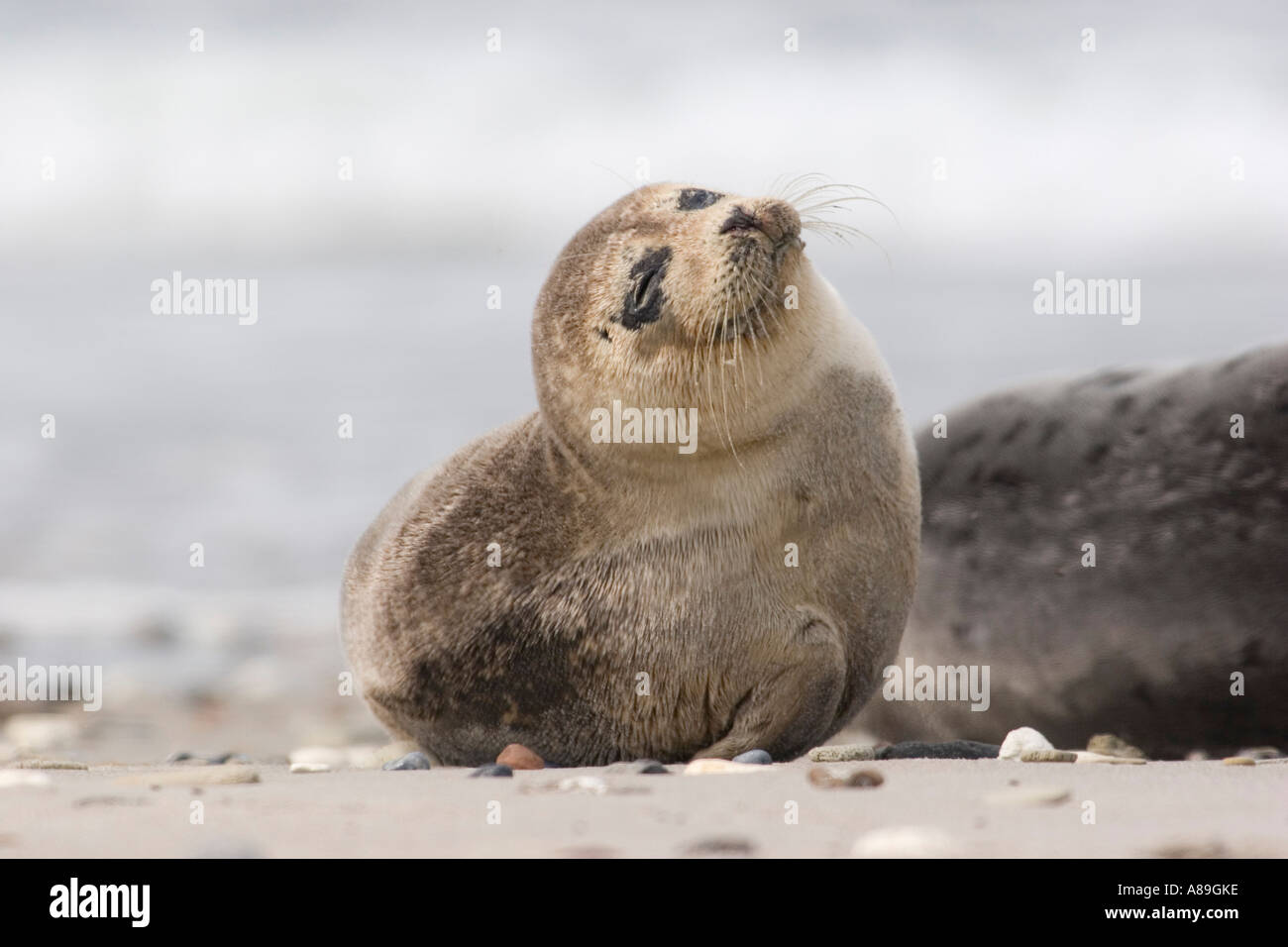 Young common seal stretching Stock Photo - Alamy