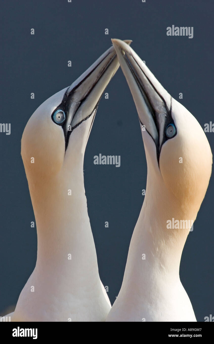 Two gannets mating behaviour Stock Photo - Alamy