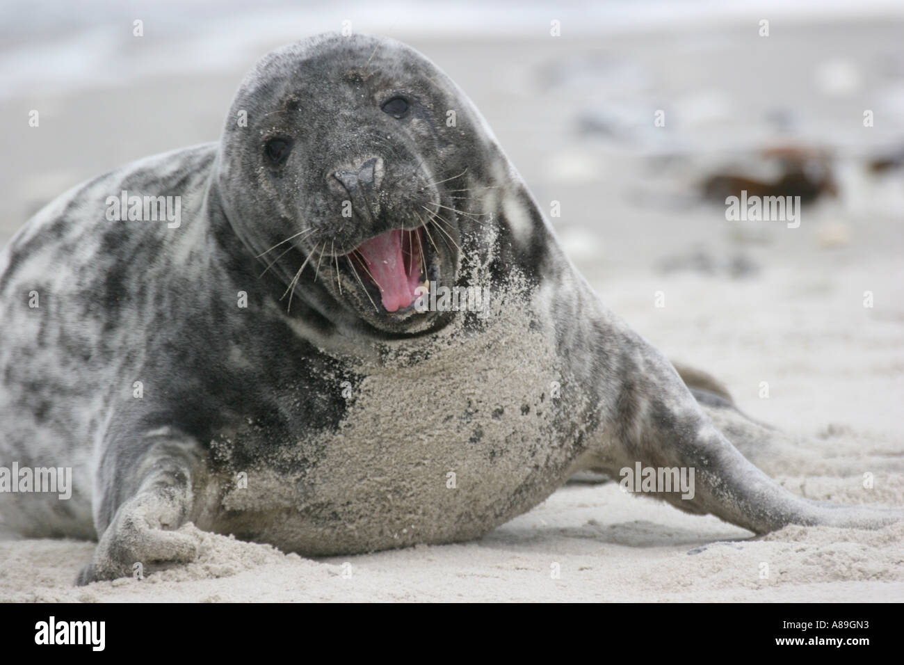 Grey seal laughing hi-res stock photography and images - Alamy