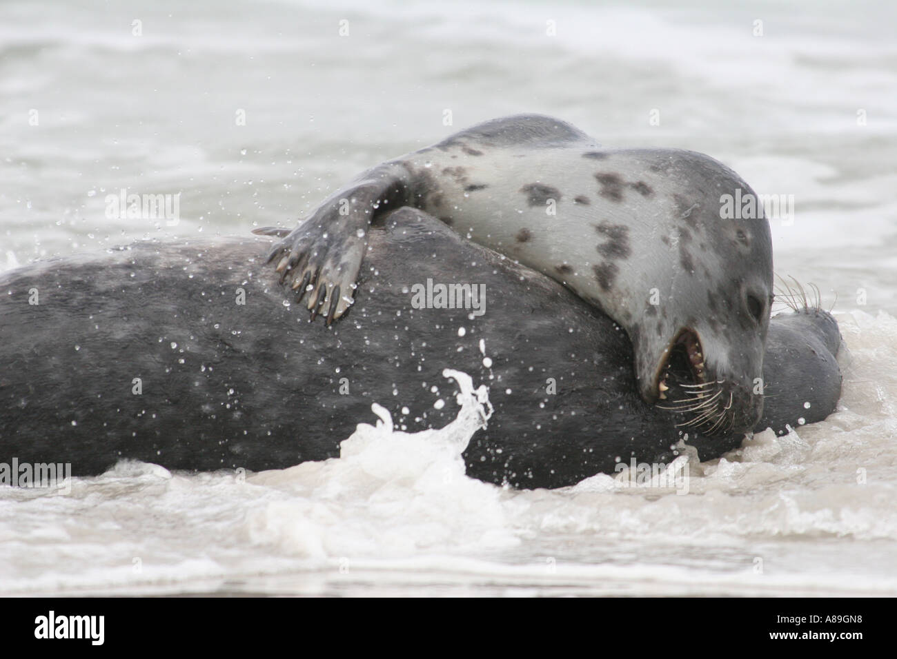 Horsehead seals playing in the water Stock Photo - Alamy