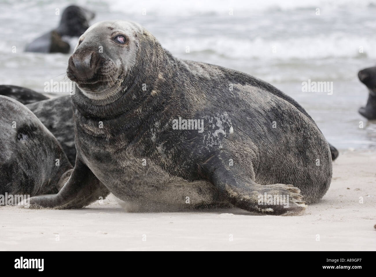One eyed horsehead seal bull Stock Photo - Alamy