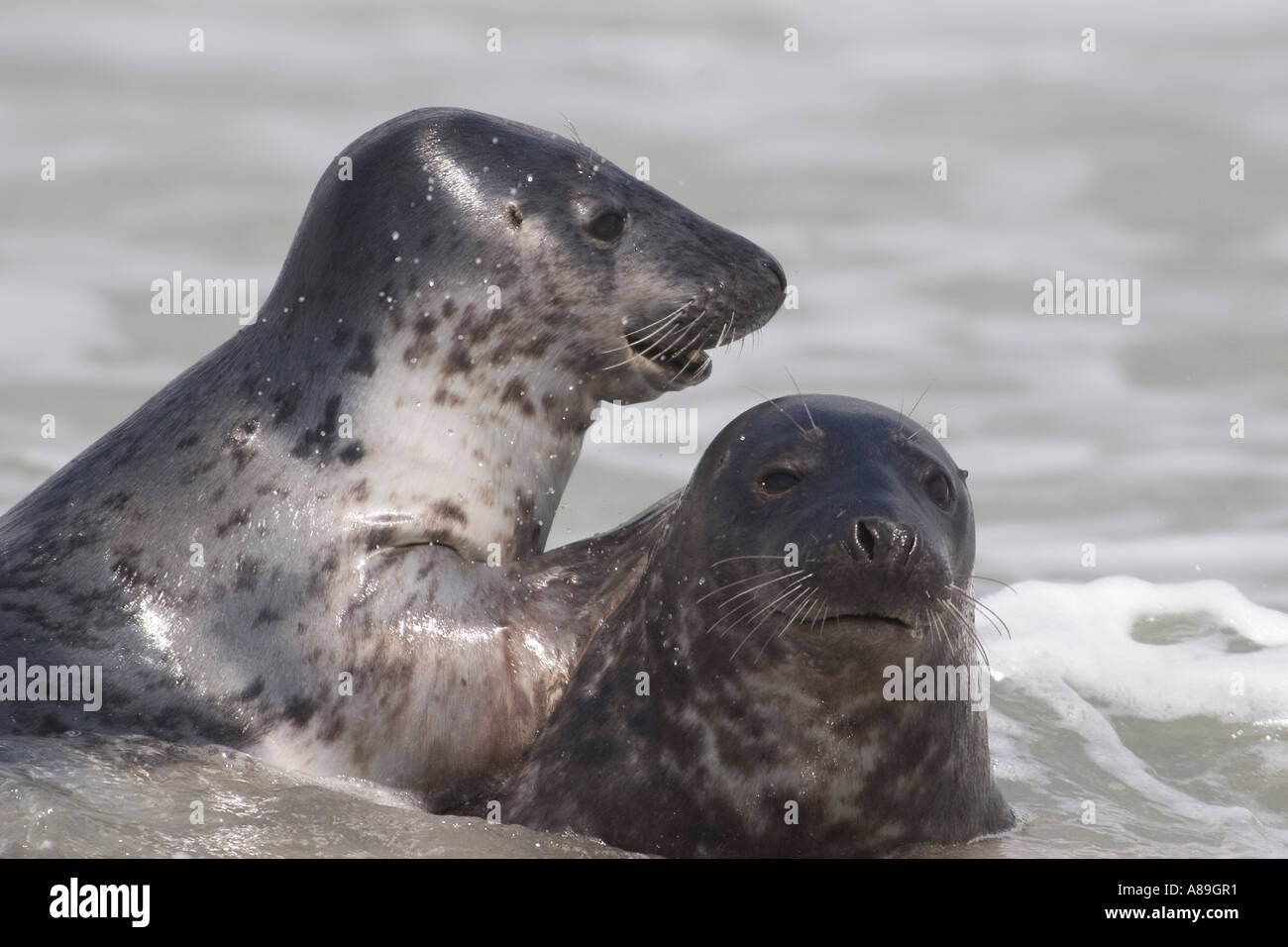 Robbe im wasser hi-res stock photography and images - Alamy