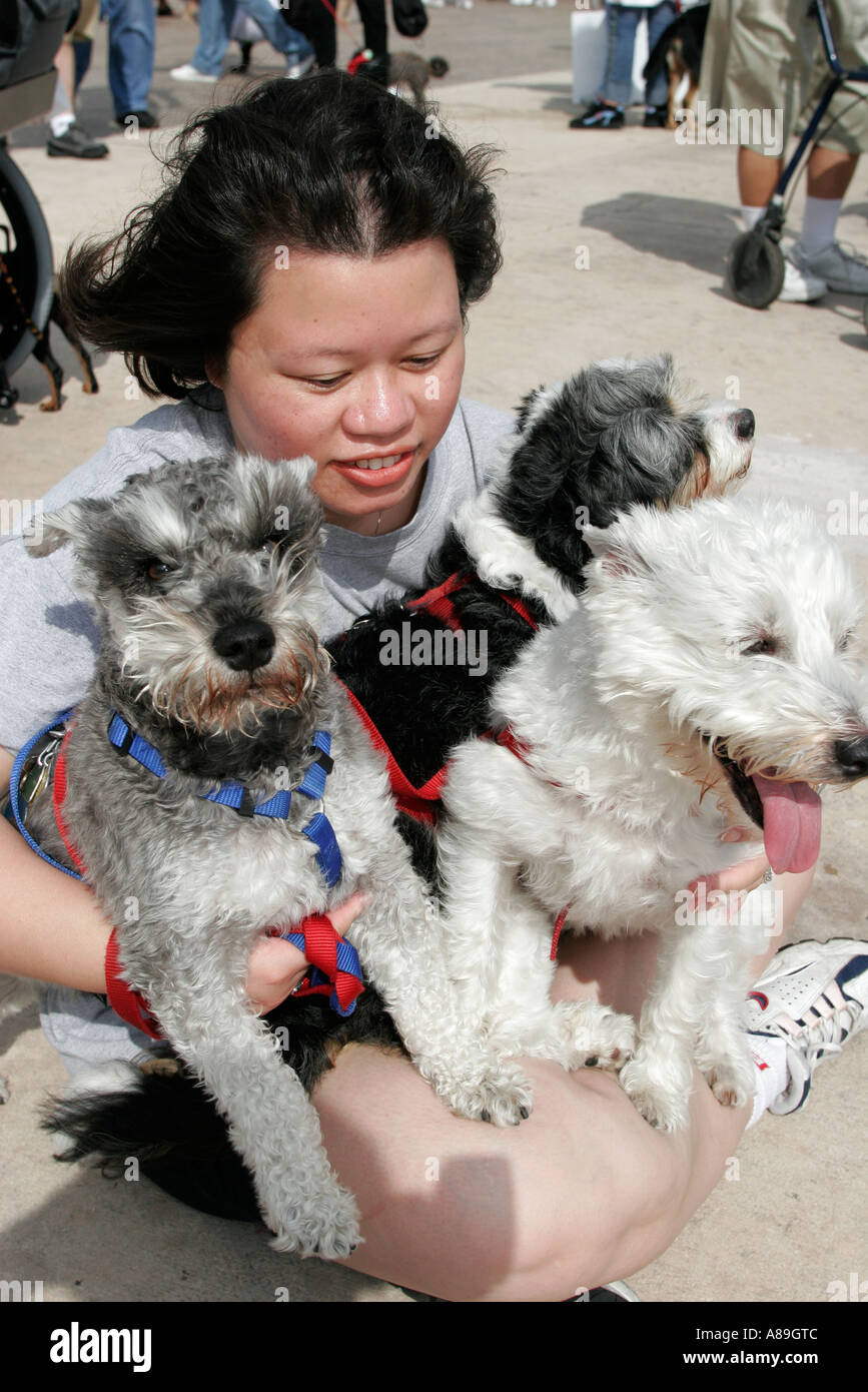 Miami Florida,Bayfront Park,Walk for the Animals,Humane Society,Asian ...