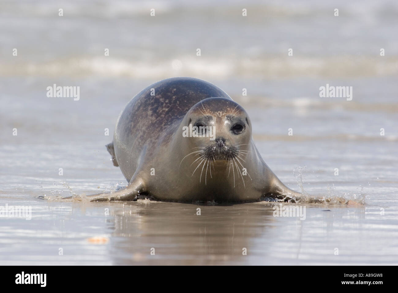 Common seal crawling onto the beach Stock Photo - Alamy