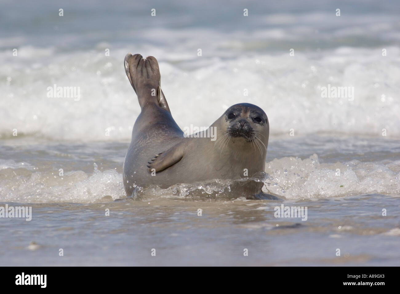 Common seal back hi-res stock photography and images - Alamy