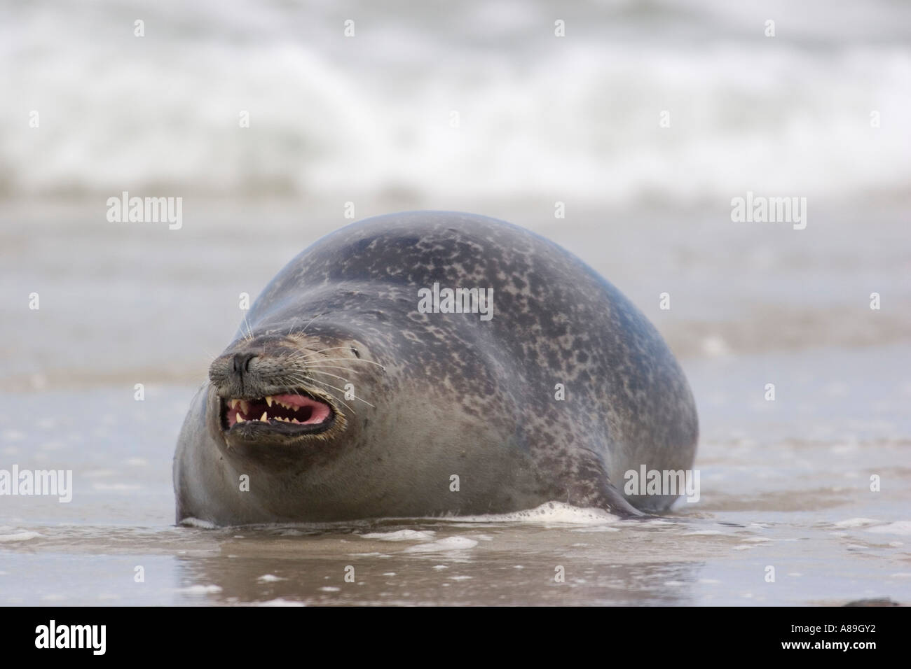 Common seal screaming Stock Photo - Alamy