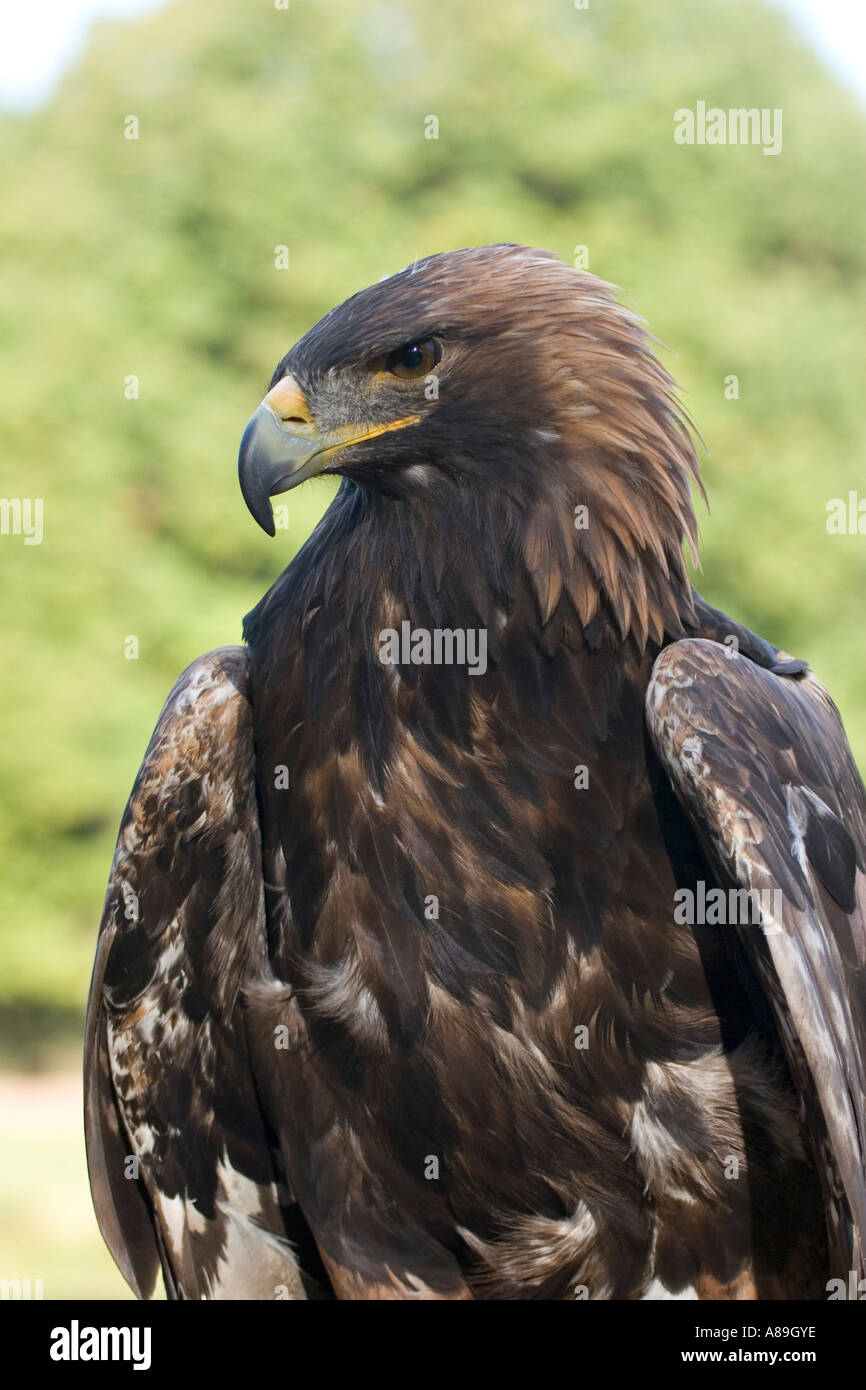 Portrait of a golden eagle Stock Photo - Alamy