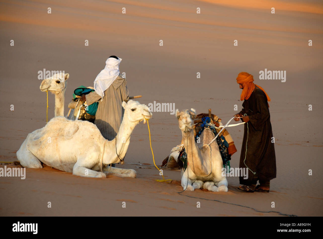 Libya Tuareg Camel Africa Desert High Resolution Stock Photography and ...