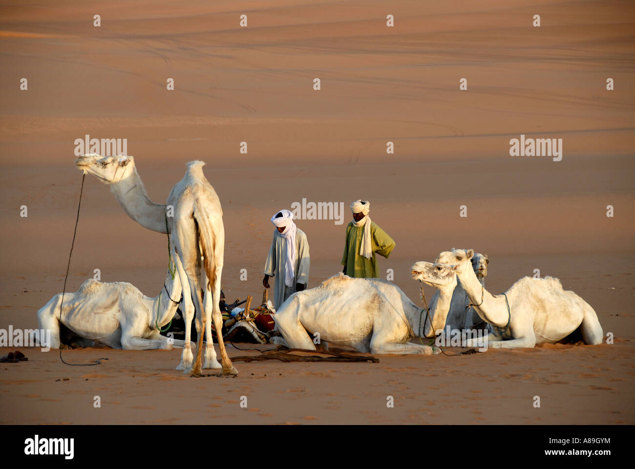Libya Tuareg Camel Africa Desert High Resolution Stock Photography and ...