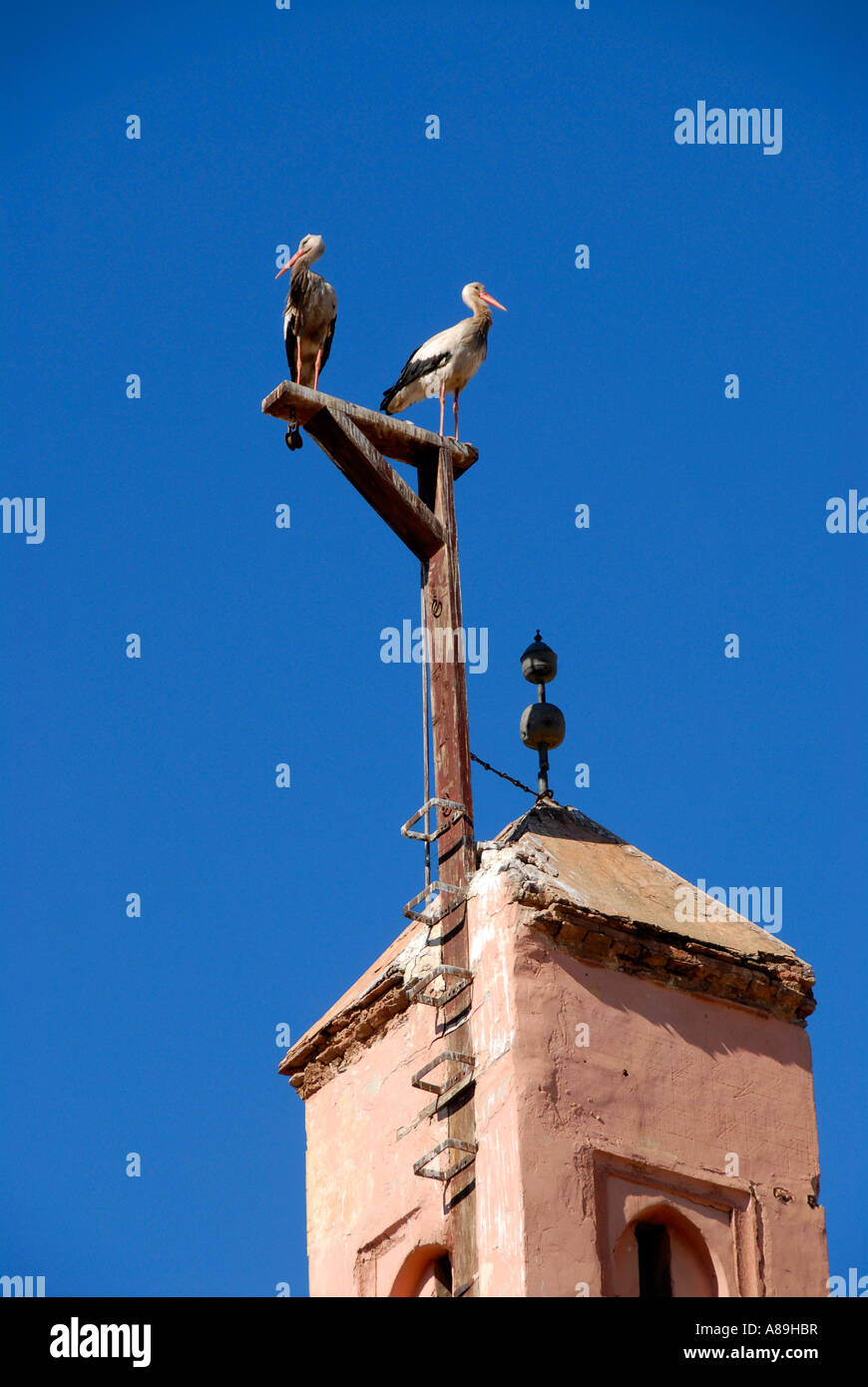 Old minaret and two White stork sit on wooden pillar medina Marrakech ...