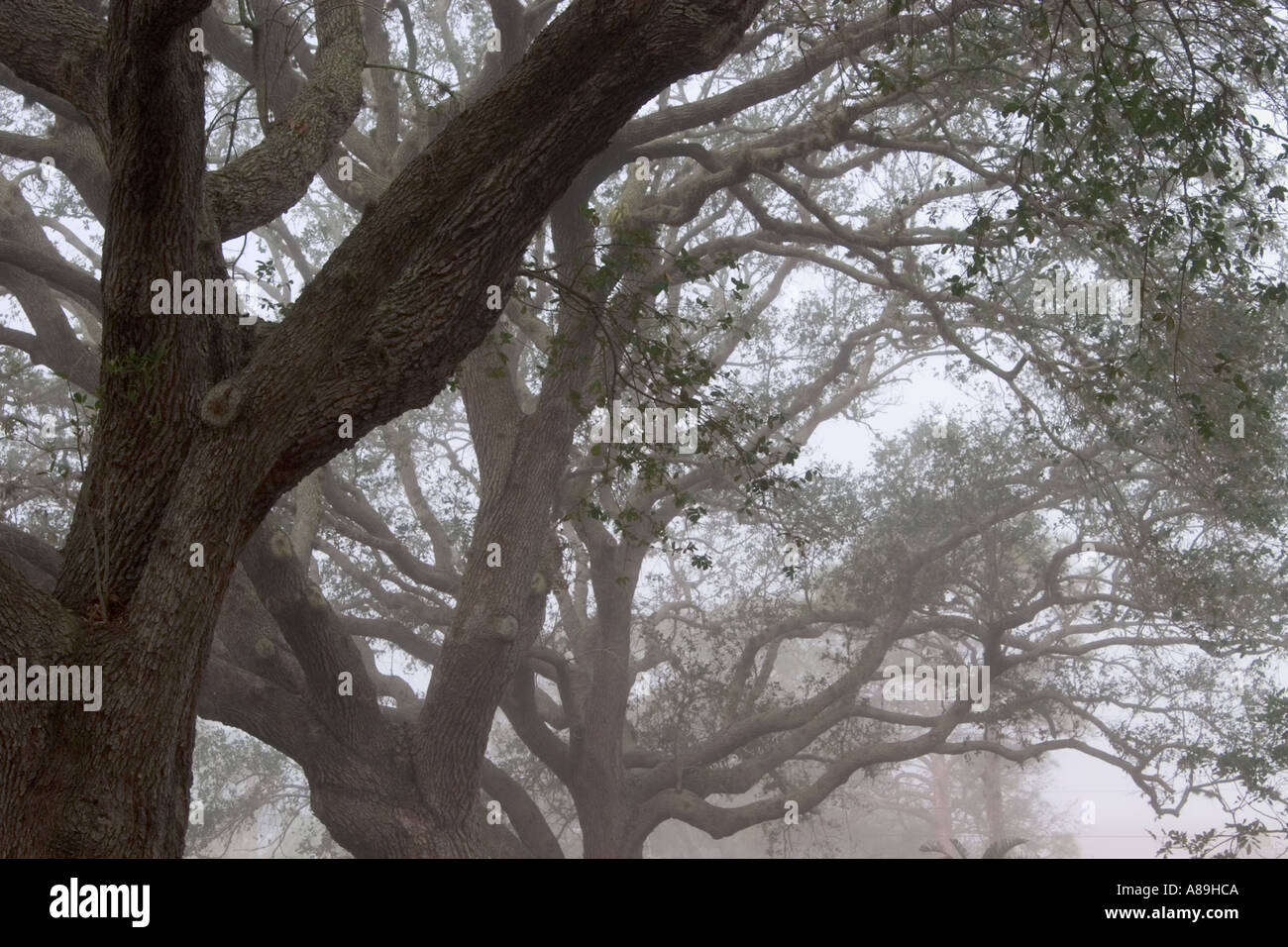 Fog in live oak trees hi-res stock photography and images - Alamy
