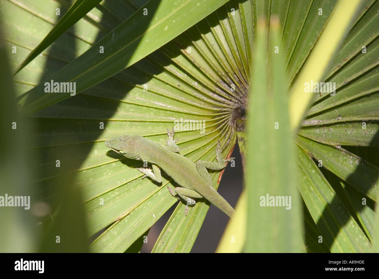 Camouflaged green lizard along the River Rapids Nature Trail in ...