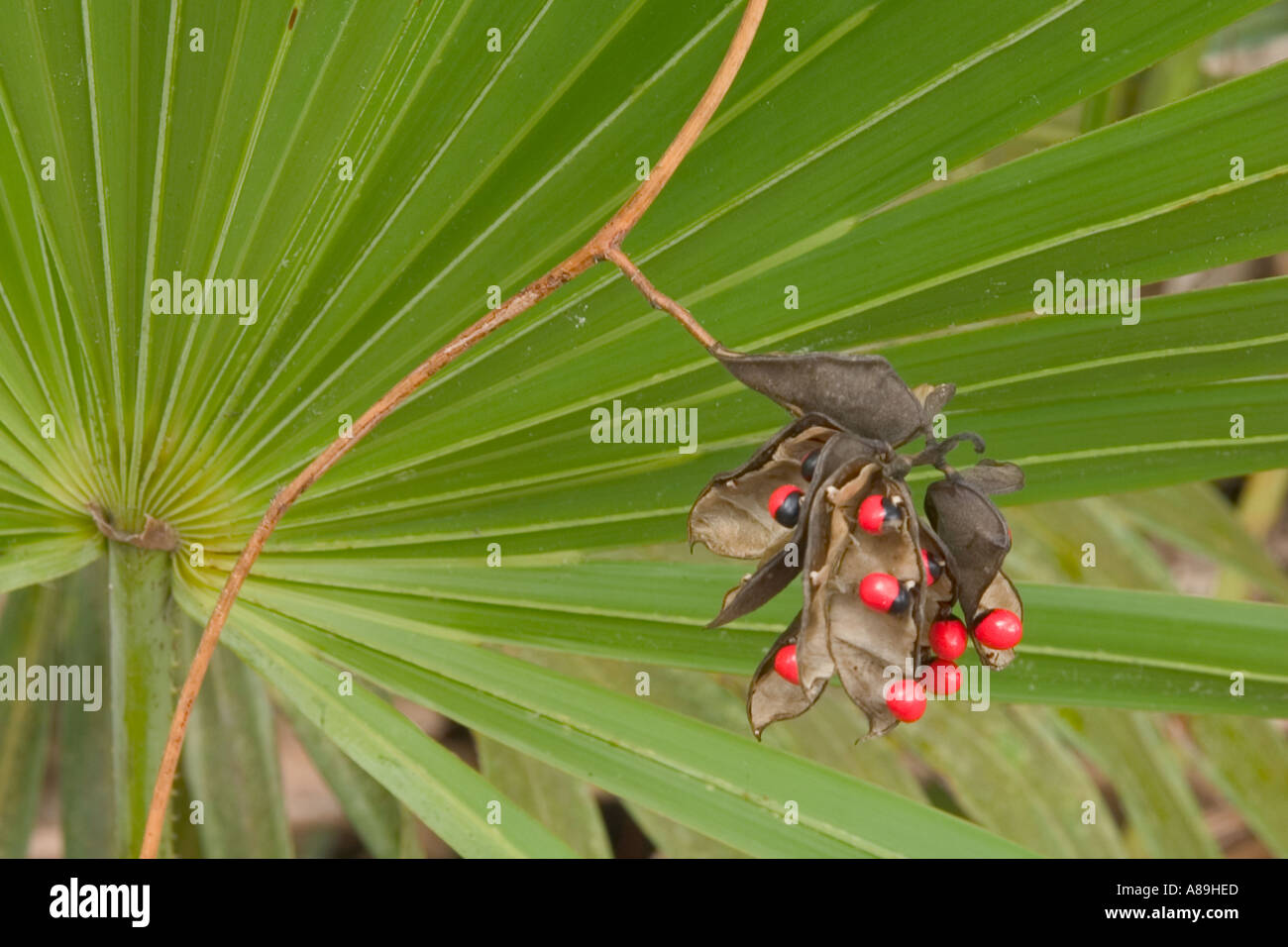Rosary pea hi-res stock photography and images - Alamy