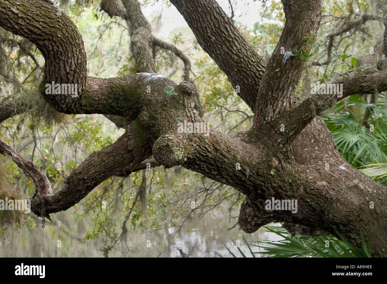 Live Oak tree in Oscar Scherer State Park Osprey Florida Stock Photo ...