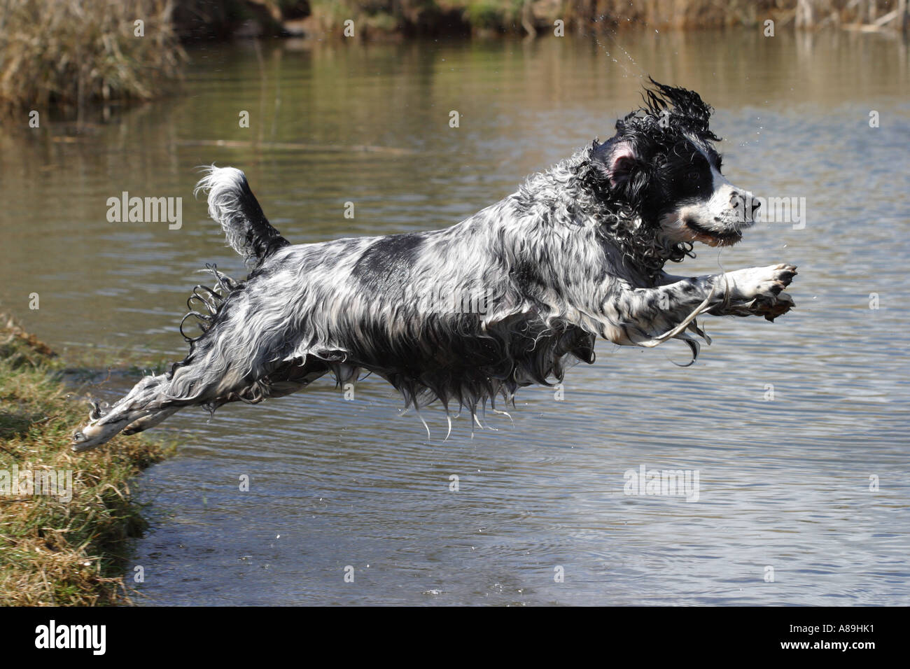 English Springer Spaniel dog leaping into lake Stock Photo - Alamy