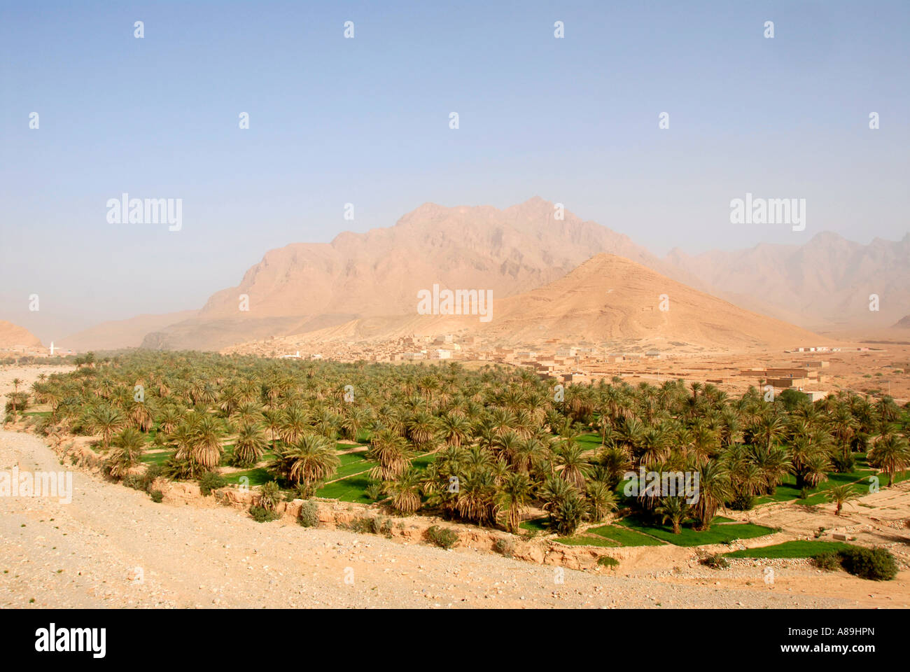Oasis with date palm trees at wadi Tisgui Ida ou Ballou Anti Atlas ...