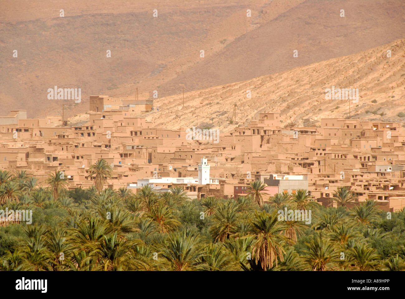 Phoenix dactylifera maroc hi-res stock photography and images - Alamy