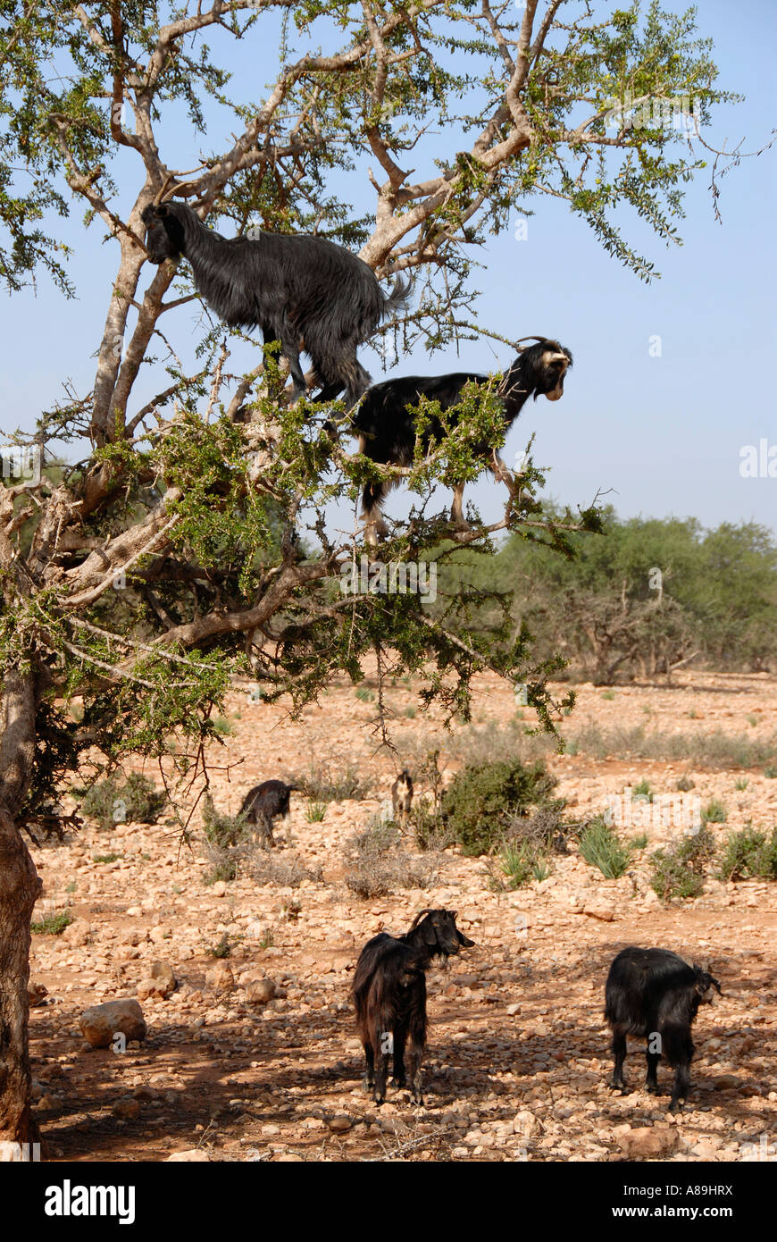 Morocco goat hi-res stock photography and images - Alamy